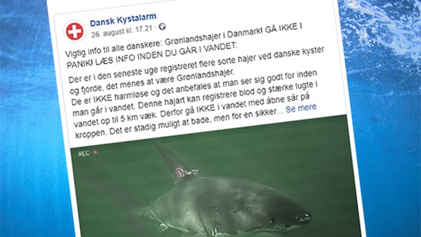 Tusindvis har delt: Falsk haj-advarsel skal sælge edderkoppetøj ...